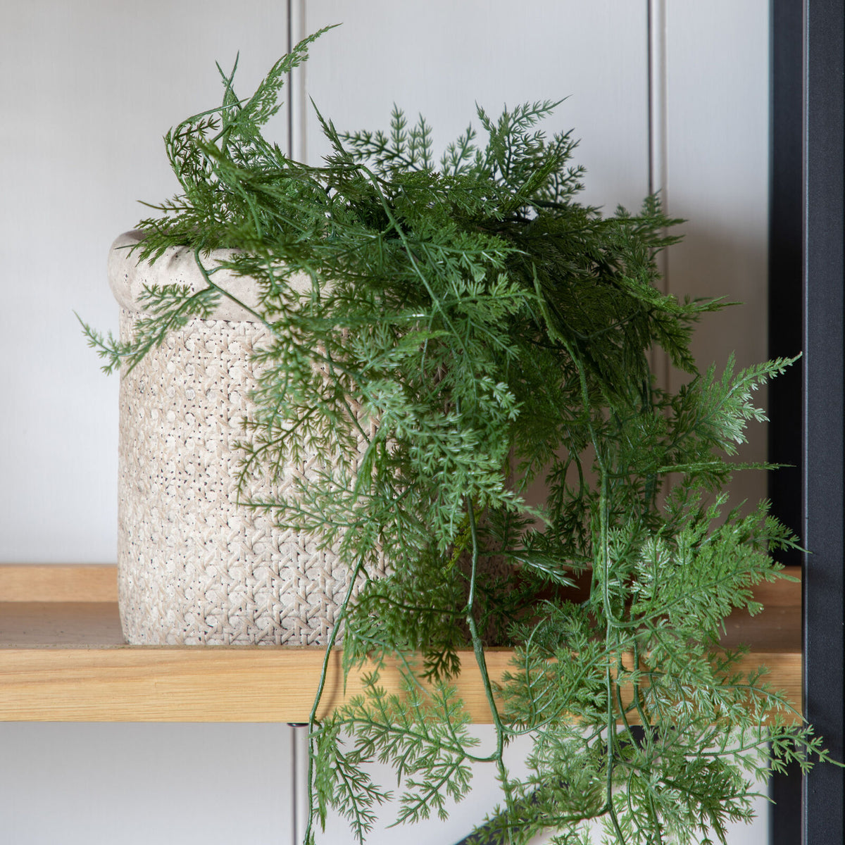 Trailing Wood Fern in Soil – White Lotus Living